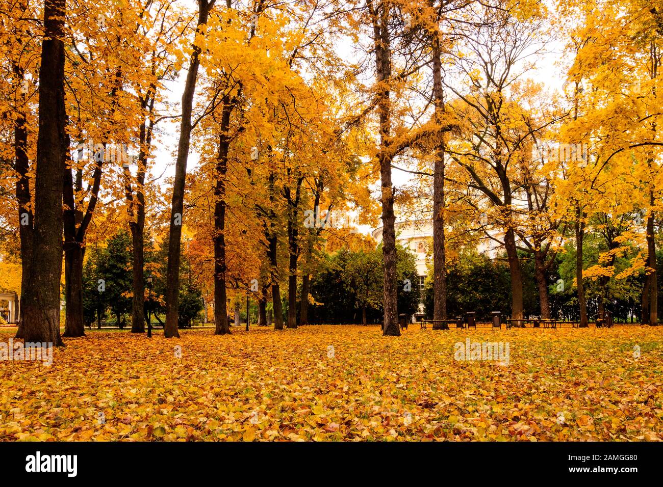 Leaf fall in the park in autumn. Landscape with maples and other trees on a cloudy day Stock ...