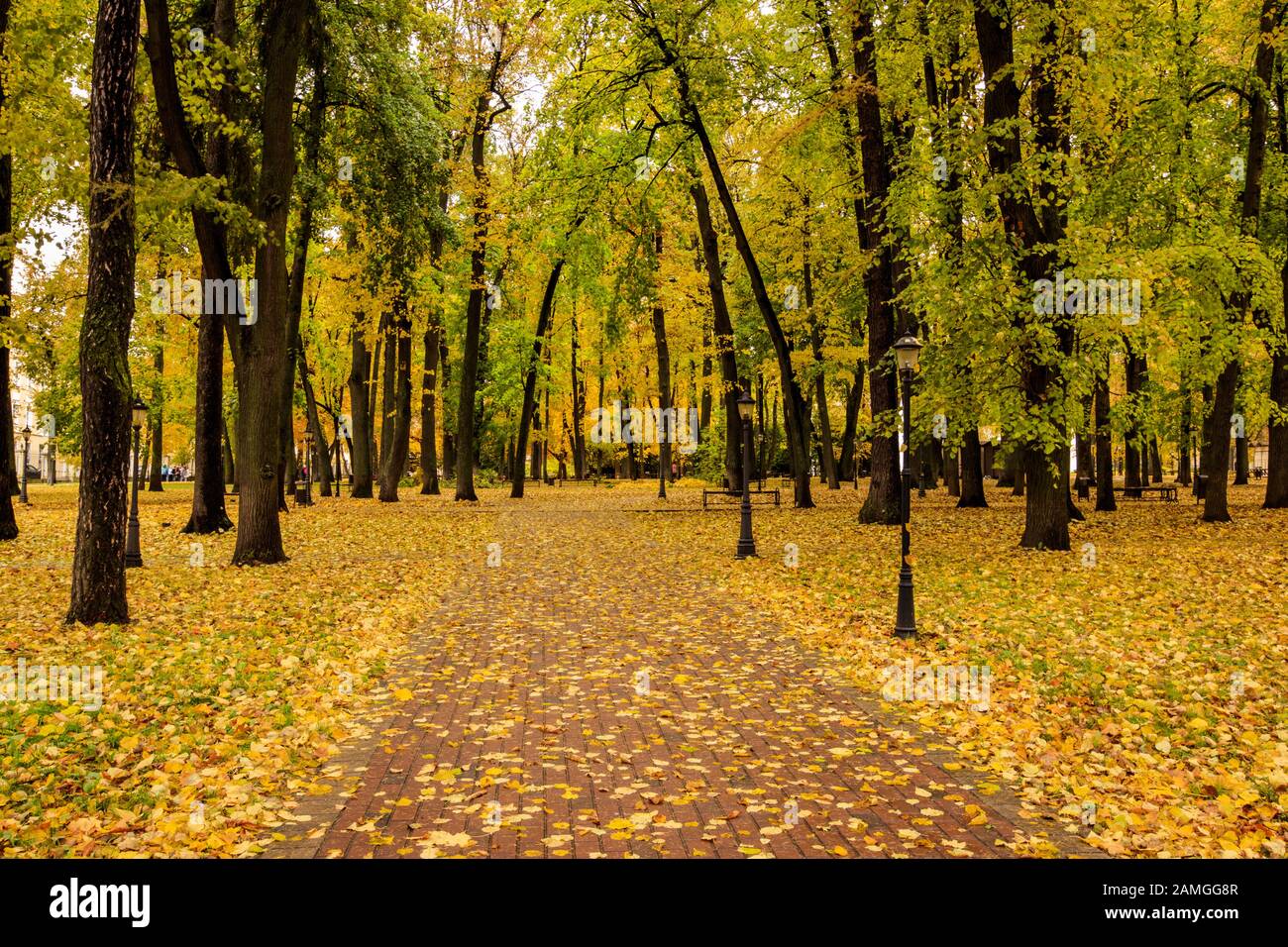 Leaf fall in the park in autumn. Landscape with maples and other trees on a cloudy day Stock ...