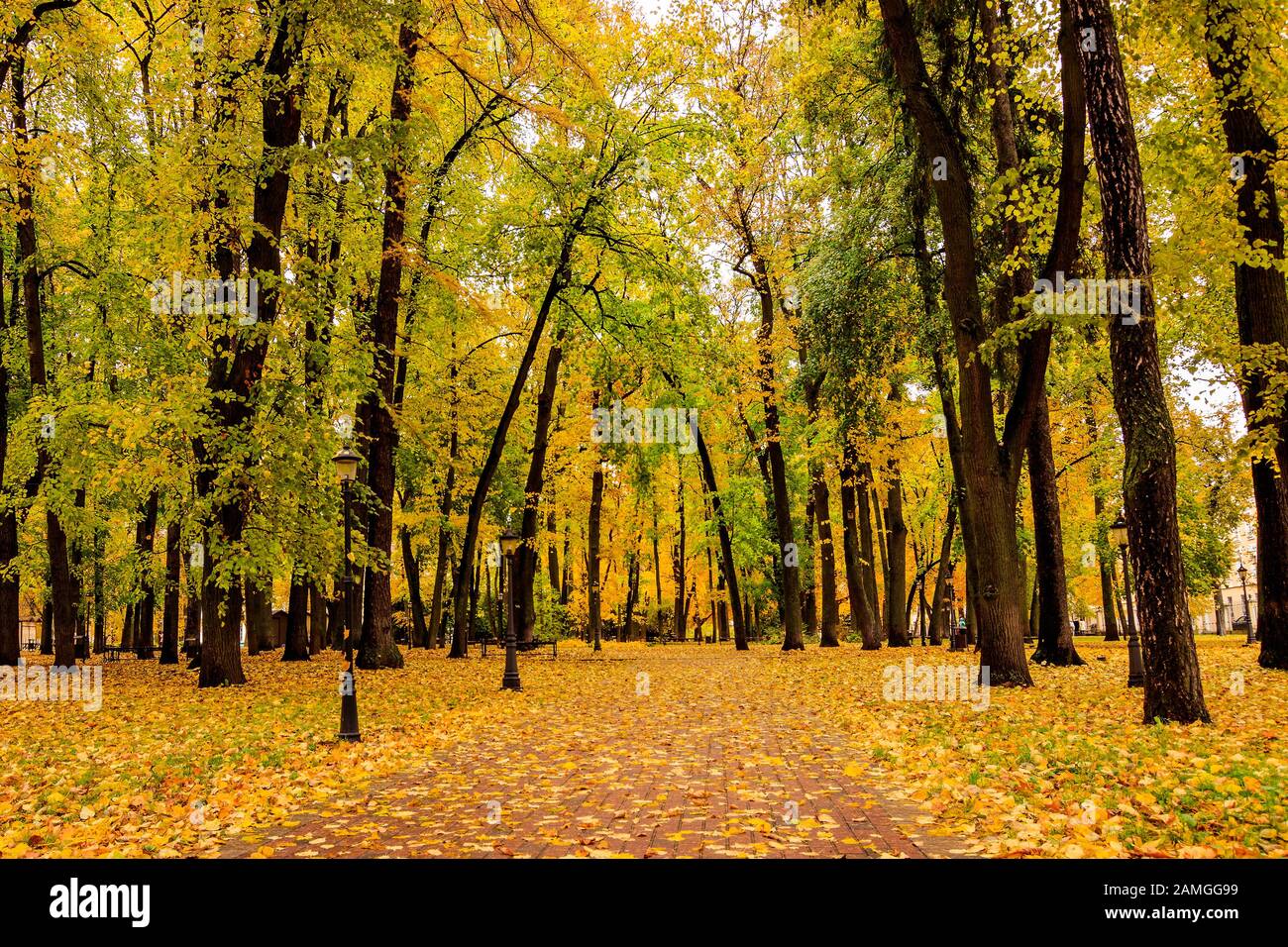 Leaf fall in the park in autumn. Landscape with maples and other trees on a cloudy day Stock ...