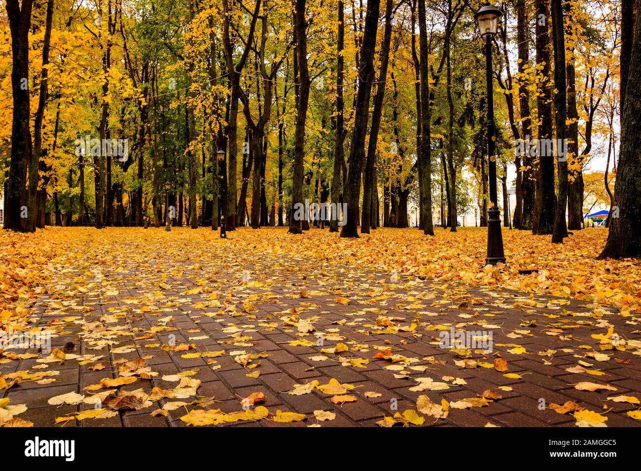 Leaf fall in the park in autumn. Landscape with maples and other trees on a cloudy day Stock ...