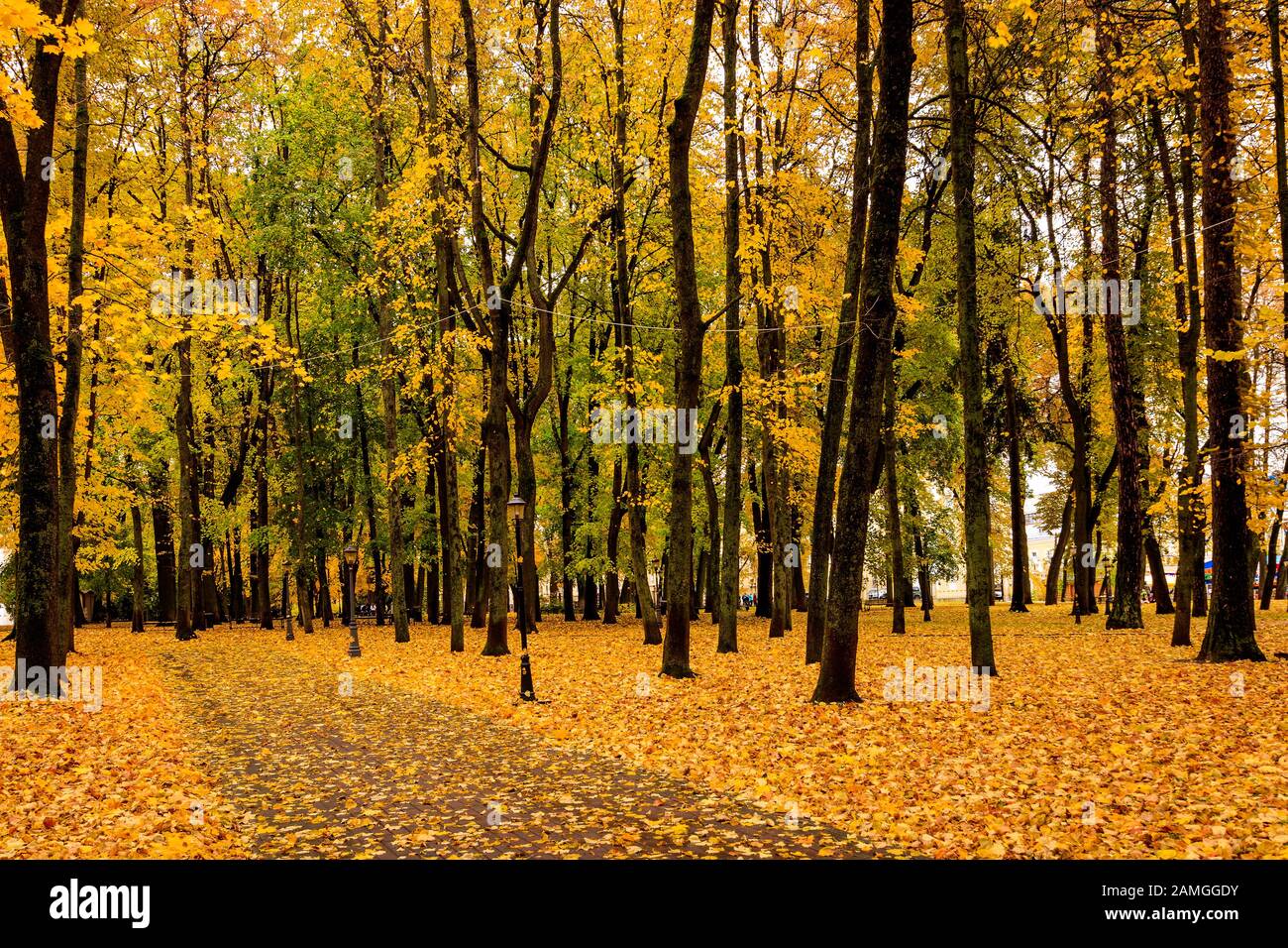 Leaf fall in the park in autumn. Landscape with maples and other trees on a cloudy day Stock ...