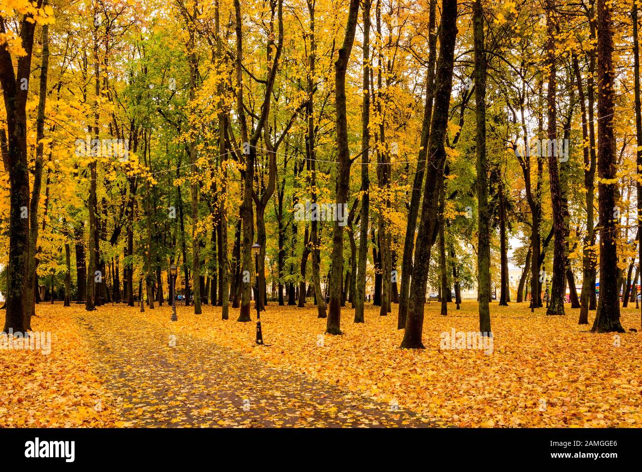 Leaf fall in the park in autumn. Landscape with maples and other trees on a cloudy day Stock ...
