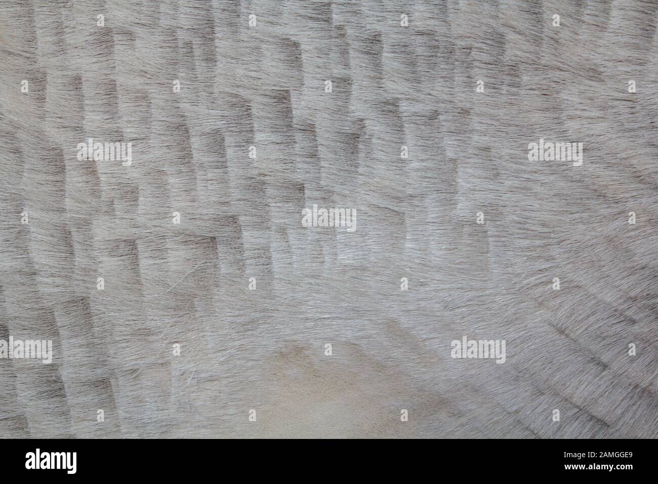 Animal skin texture for background Stock Photo - Alamy