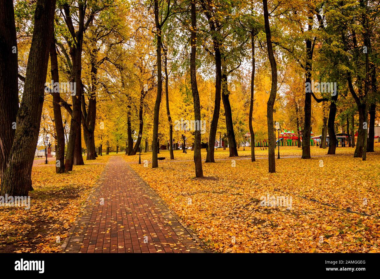 Leaf fall in the park in autumn. Landscape with maples and other trees on a cloudy day Stock ...