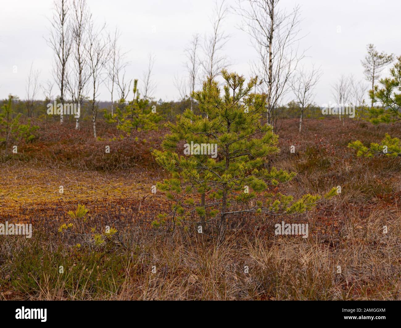 bog landscape, bog plants and trees of different colors Stock Photo - Alamy
