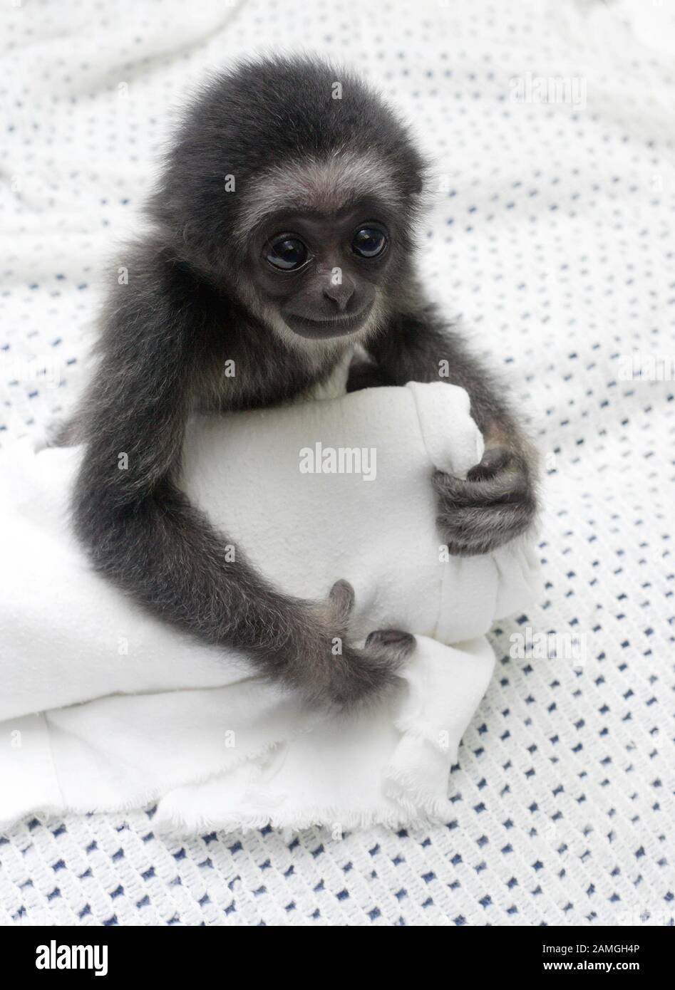 A young male Lar Gibbon celebrates his first birthday.Hylobates lar ...