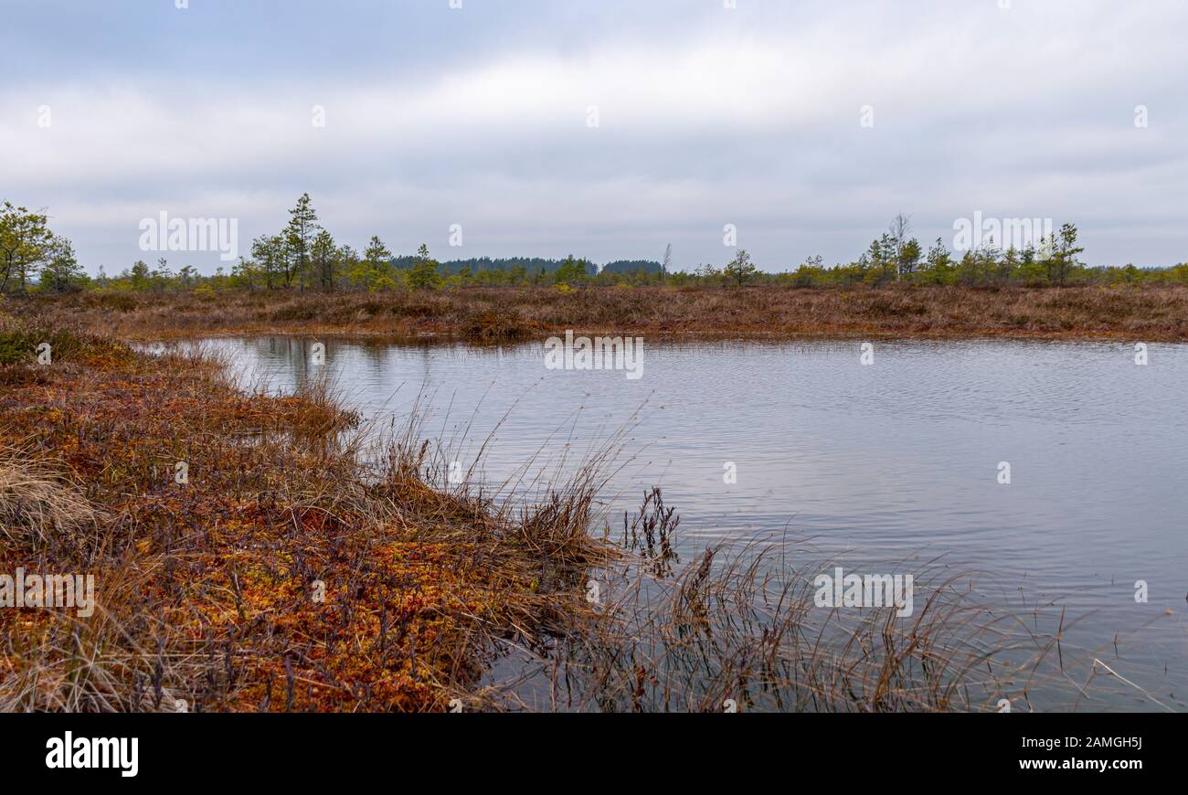 gloomy swamp landscape, grass, colorful moss and swamp pines, swamp ...