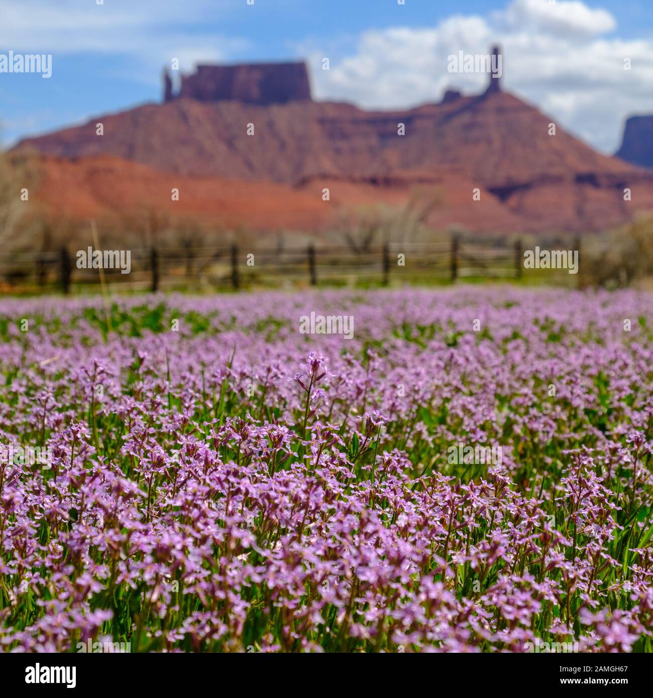 Spring Flowers bloom in Castle Valley with Parriott Mesa and Castleton ...
