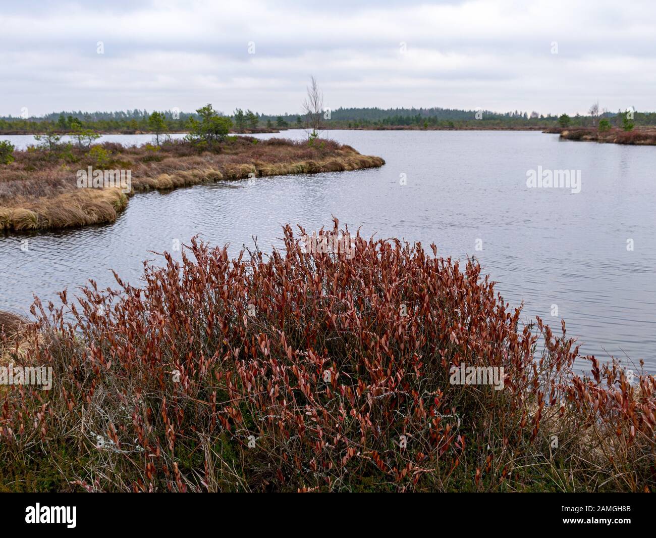 gloomy swamp landscape, grass, colorful moss and swamp pines, swamp ...