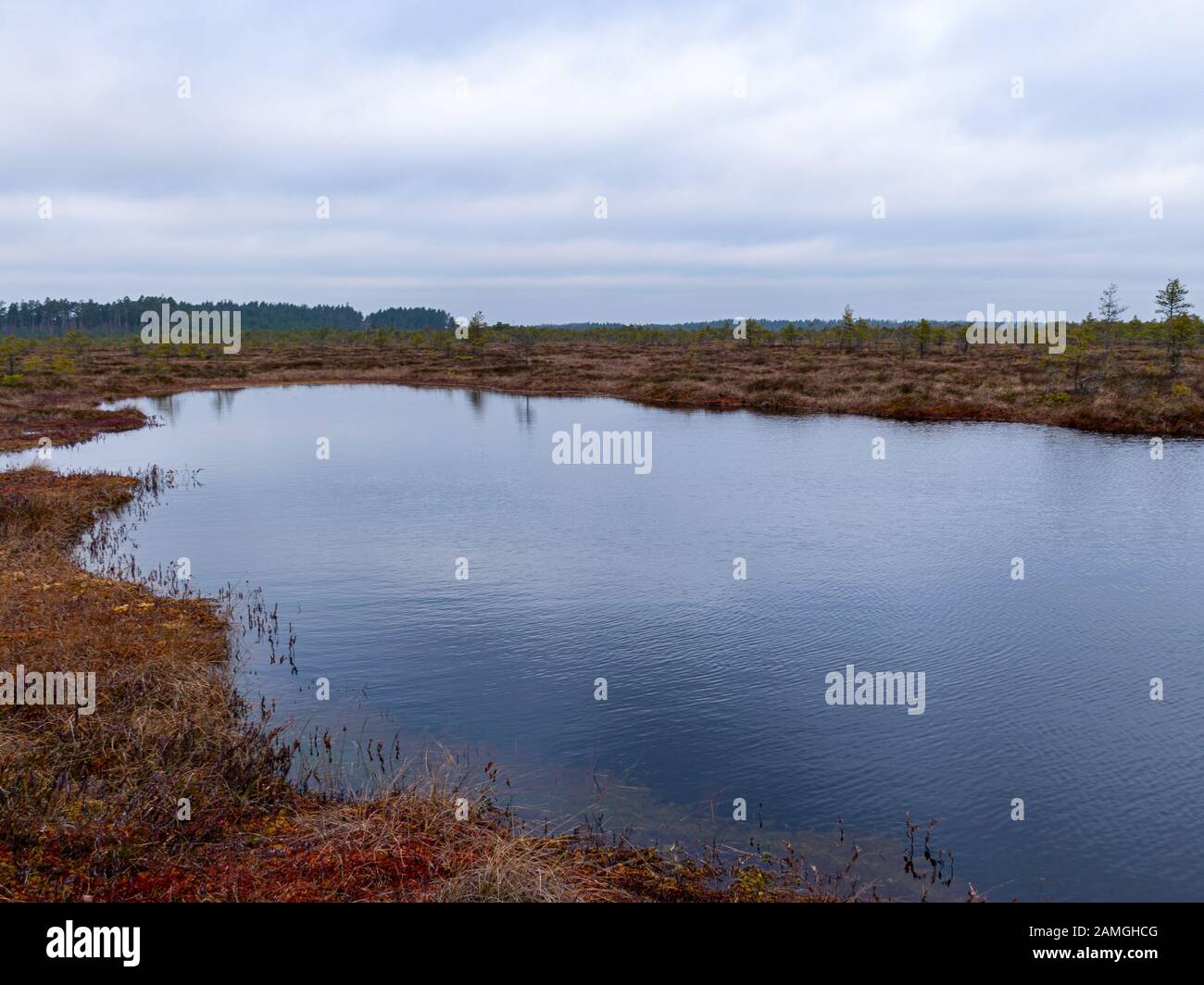 gloomy swamp landscape, grass, colorful moss and swamp pines, swamp ...