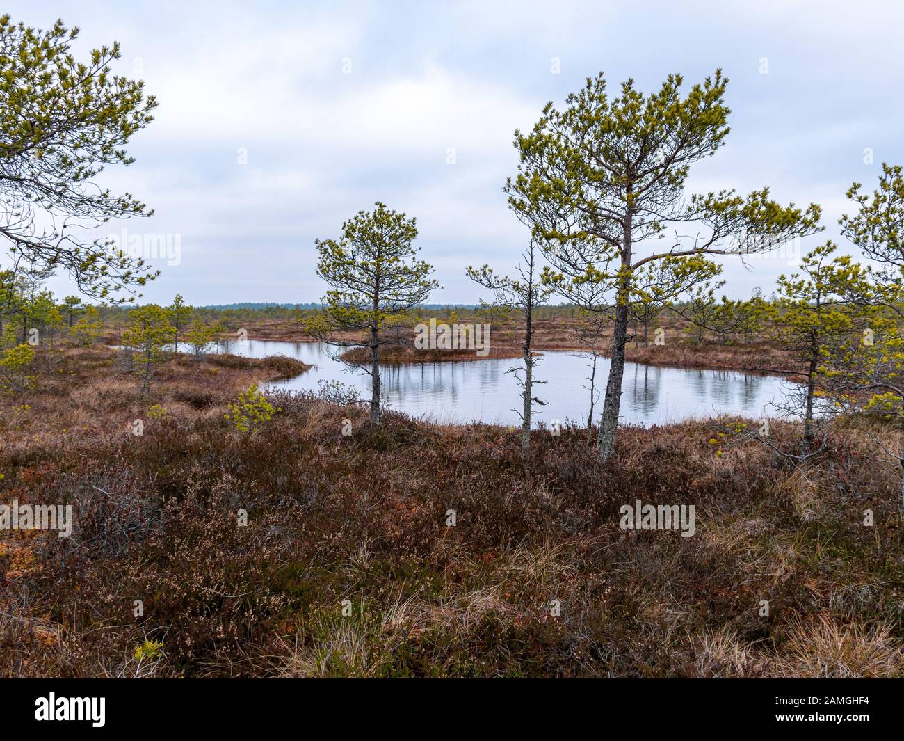 gloomy swamp landscape, grass, colorful moss and swamp pines, swamp ...