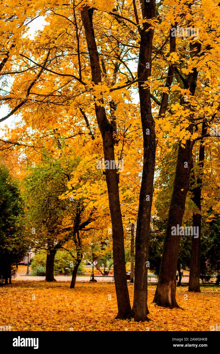 Leaf fall in the park in autumn. Landscape with maples and other trees on a cloudy day Stock ...
