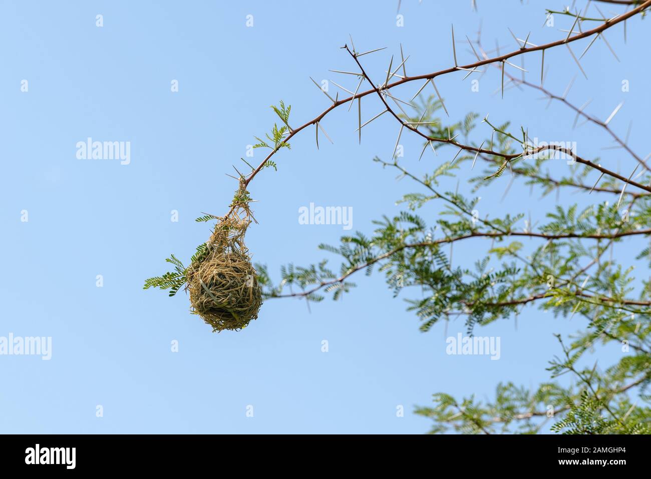 Weaver bird in the nest Stock Photo - Alamy