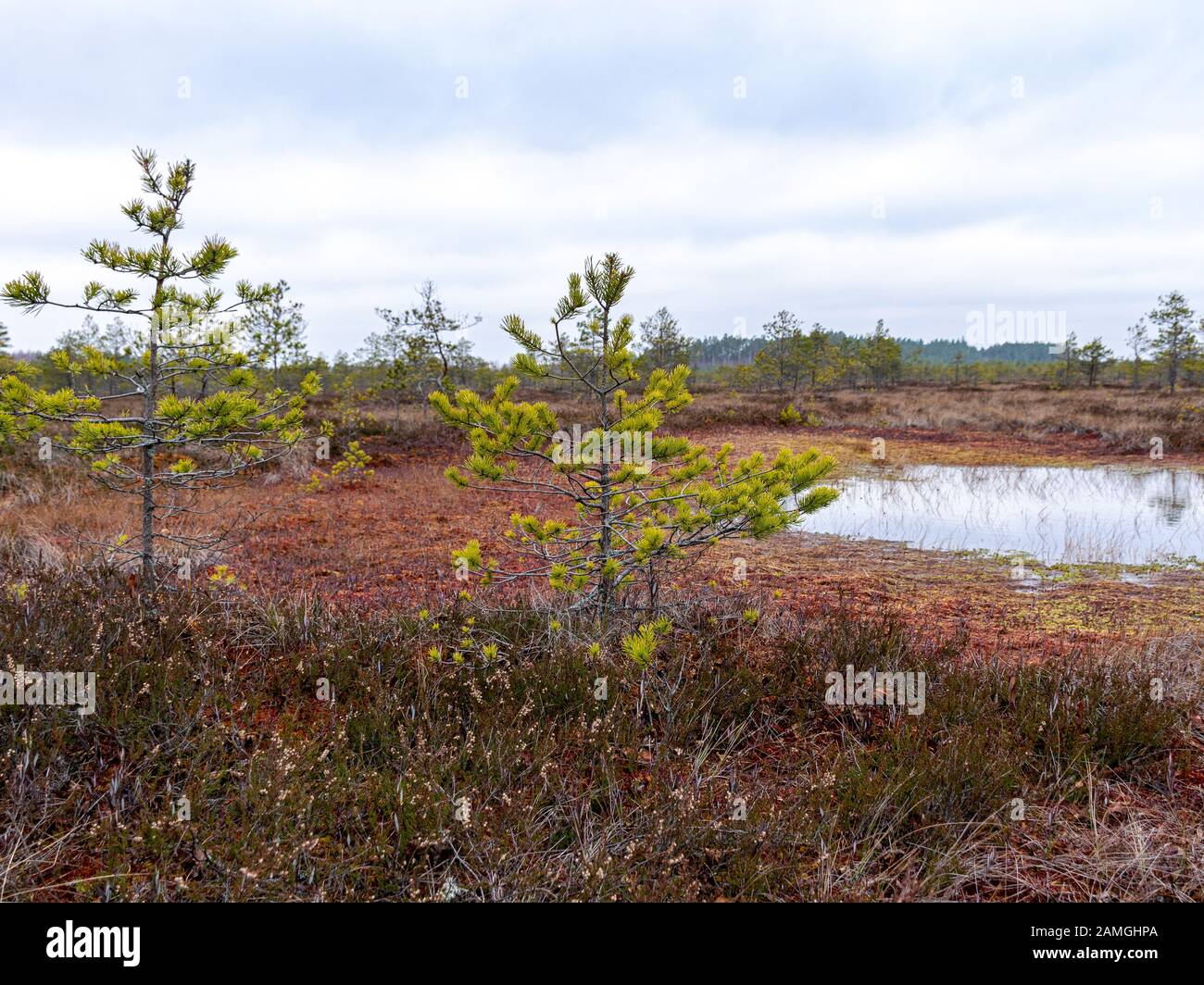gloomy swamp landscape, grass, colorful moss and swamp pines, swamp ...