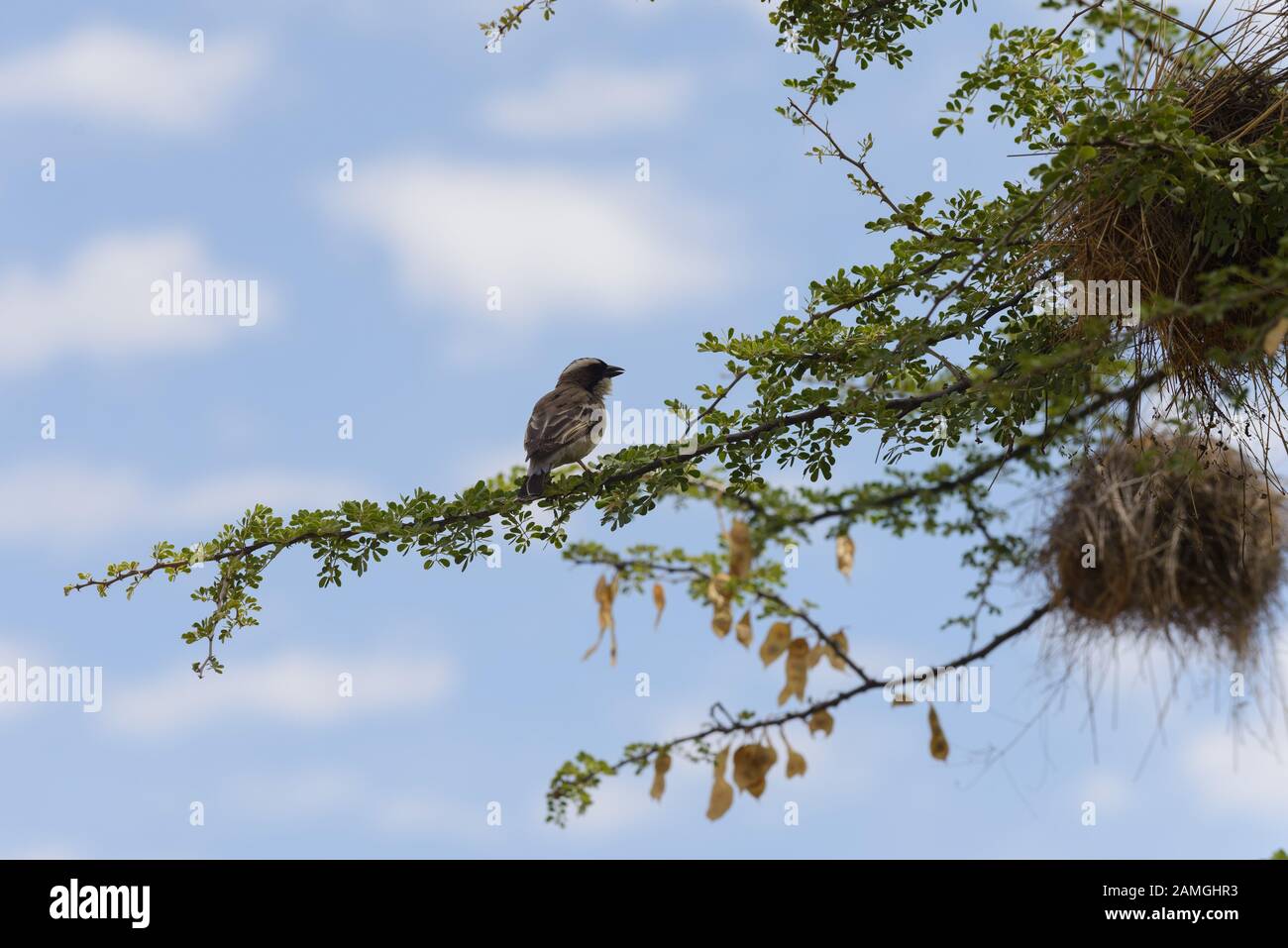 Weaver bird in the nest Stock Photo - Alamy