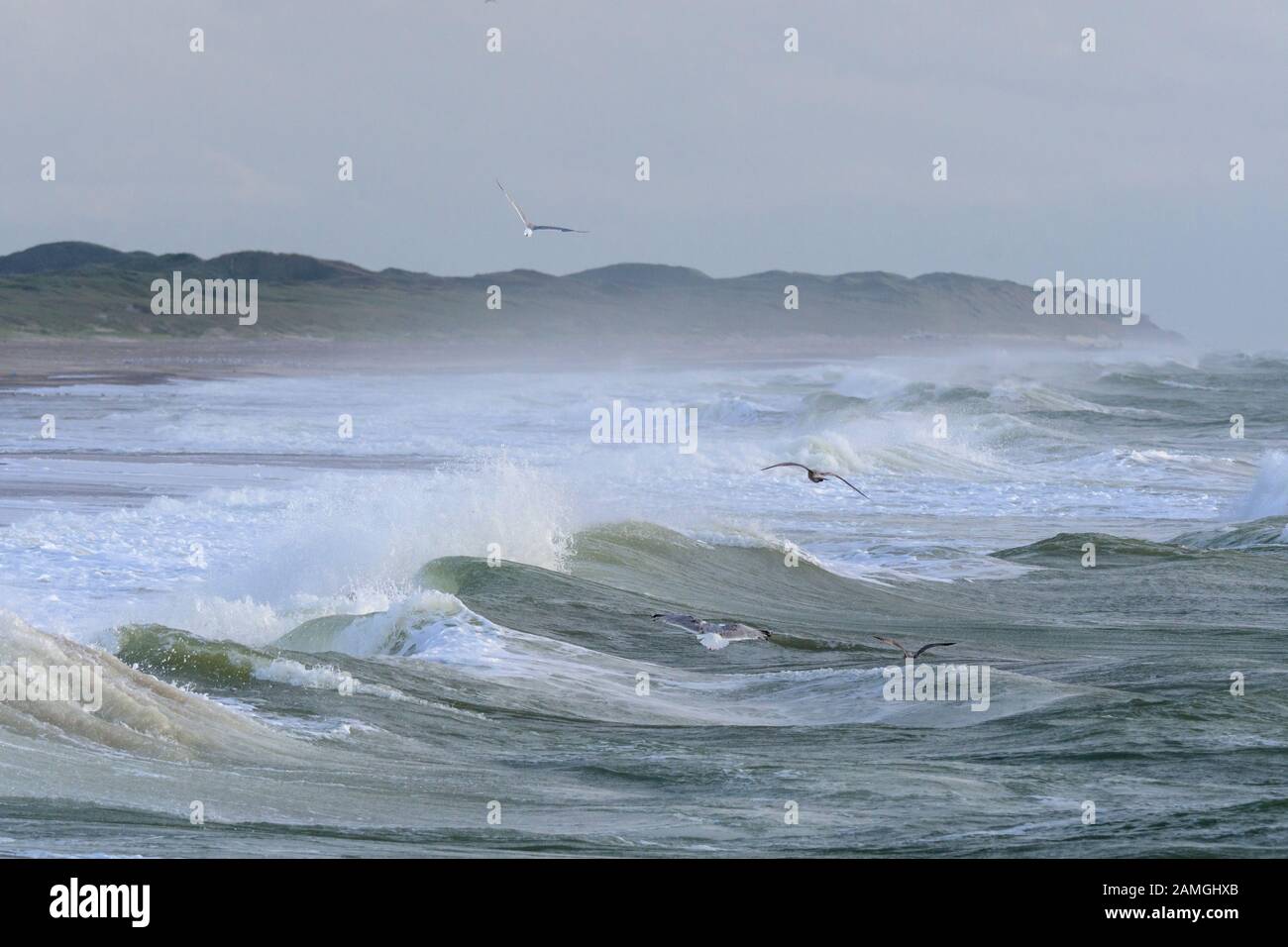 Breaking Wave, Vorupor, Nationalpark Thy, Thisted, North Sea, North ...