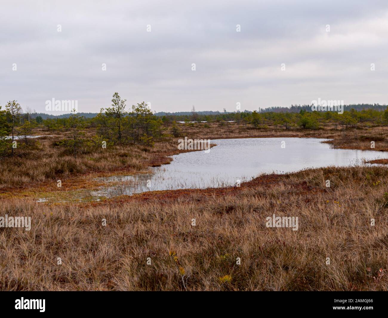 bog landscape with red mosses, small bog pines, small bog lakes and ...