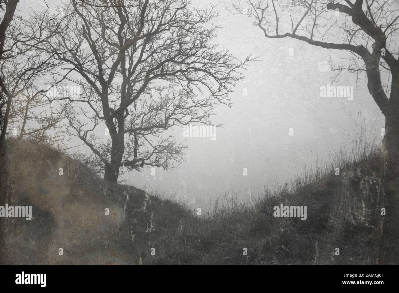 Trees on the edge of woodland in the countryside. With a weathered ...