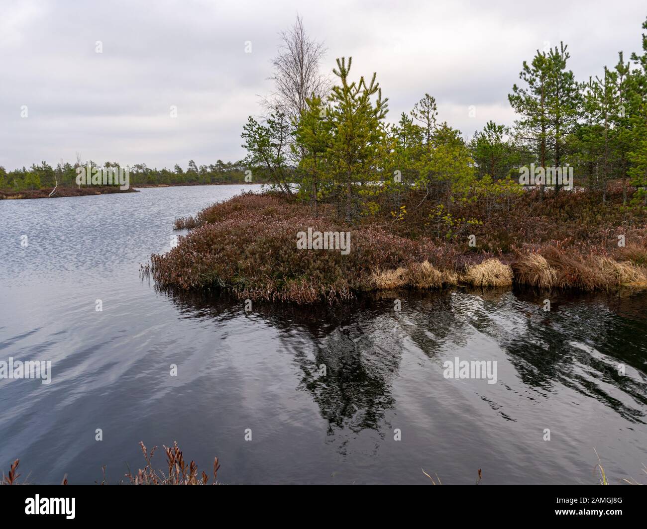 bog landscape with red mosses, small bog pines, small bog lakes and ...