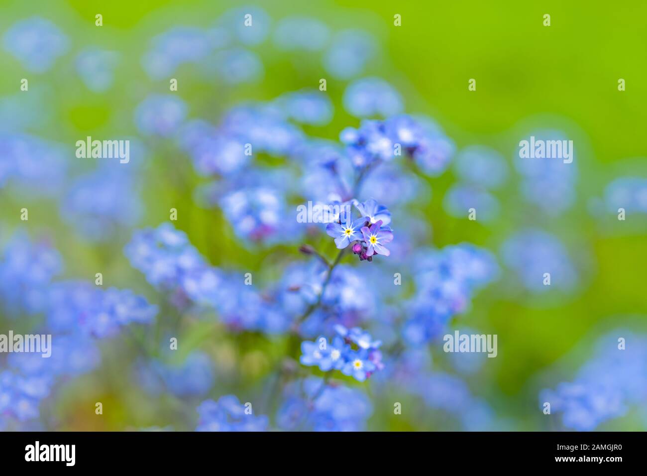 Group of forget me nots hi-res stock photography and images - Alamy