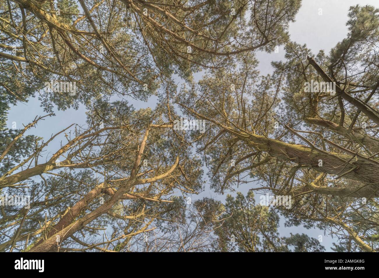Worms Eye View Tree Canopy High Resolution Stock Photography and Images ...