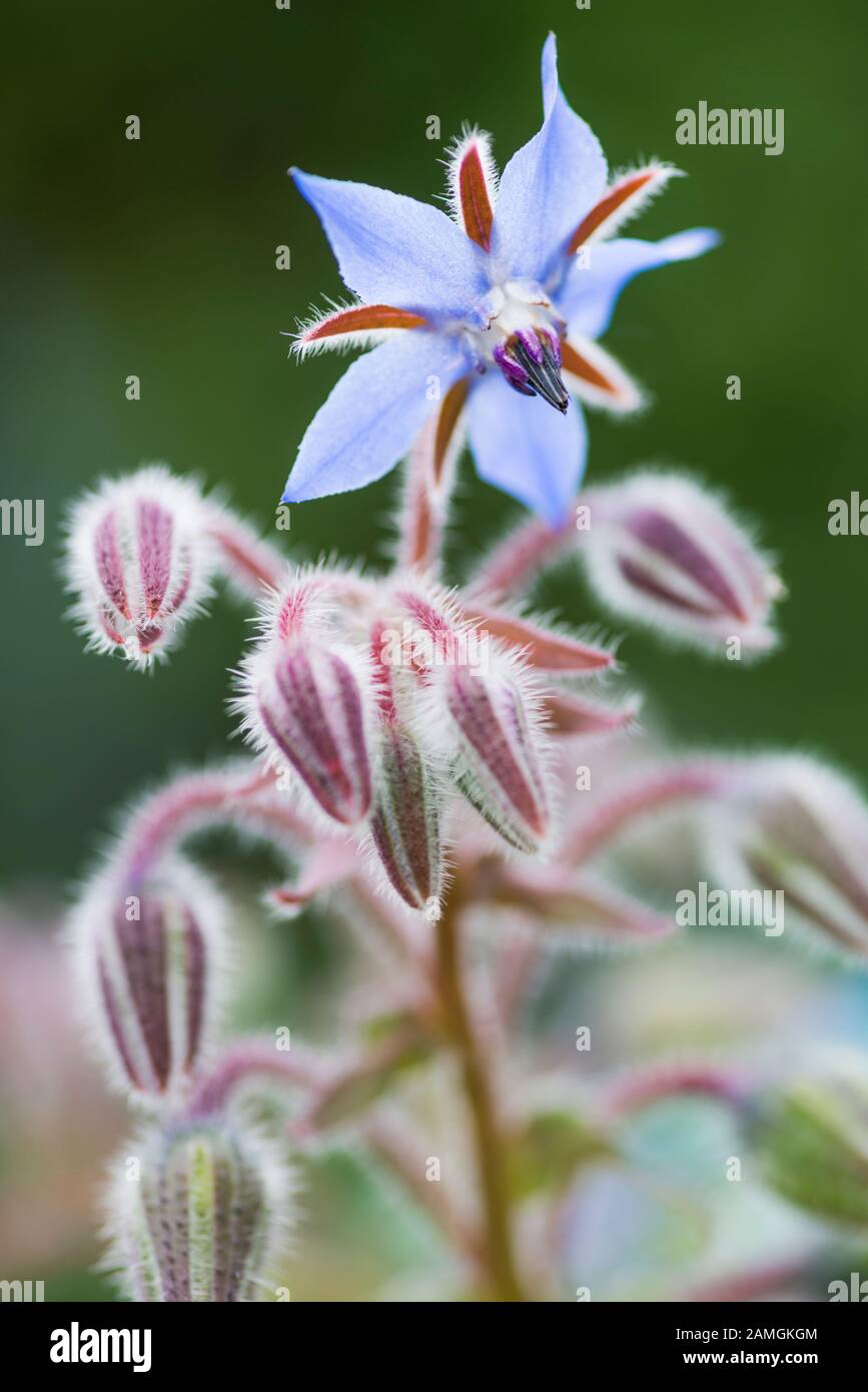 Borage growing in an English country garden, England Stock Photo - Alamy