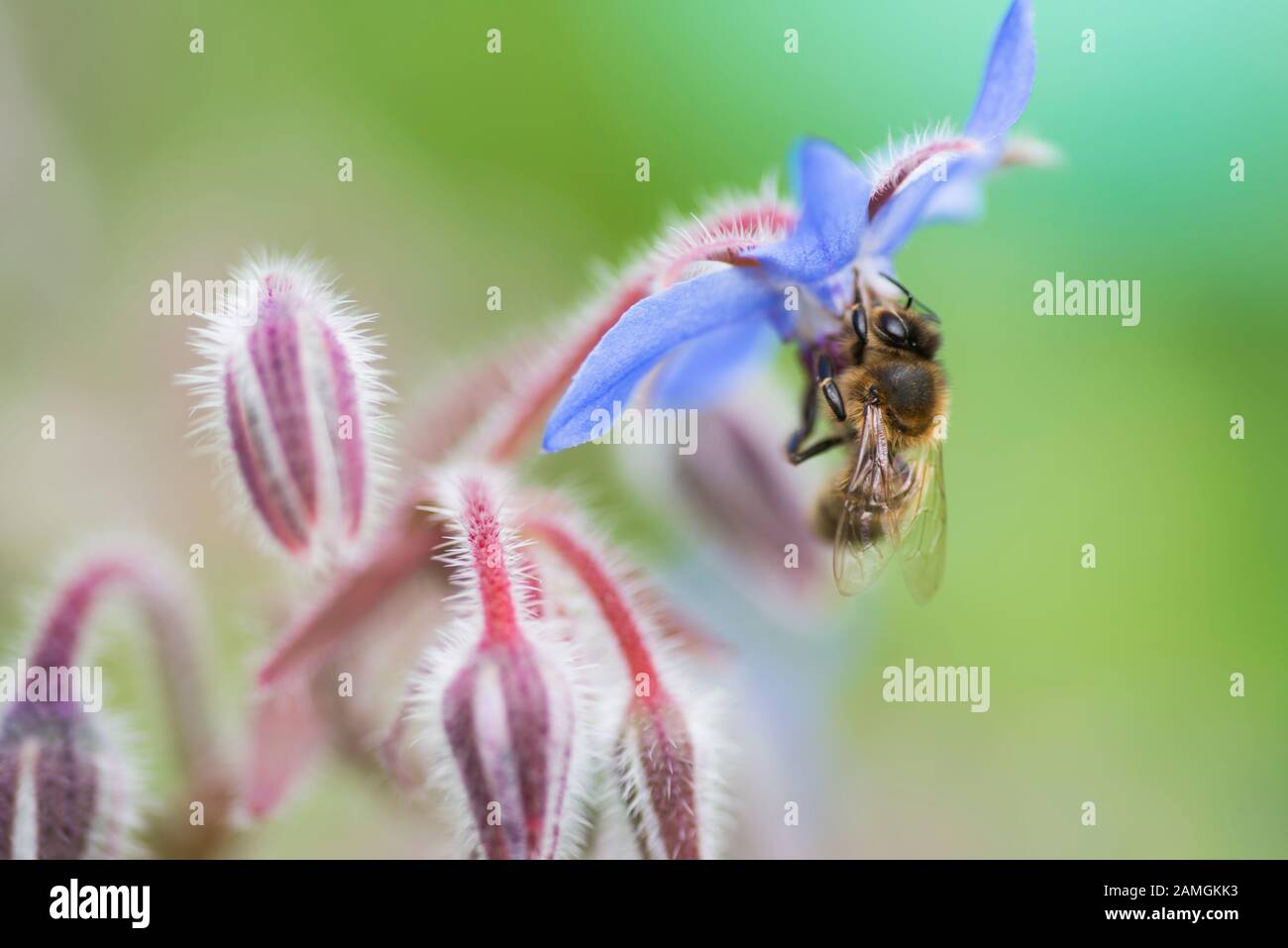 Bee foraging for nectar on a Borage flower growing in an English ...