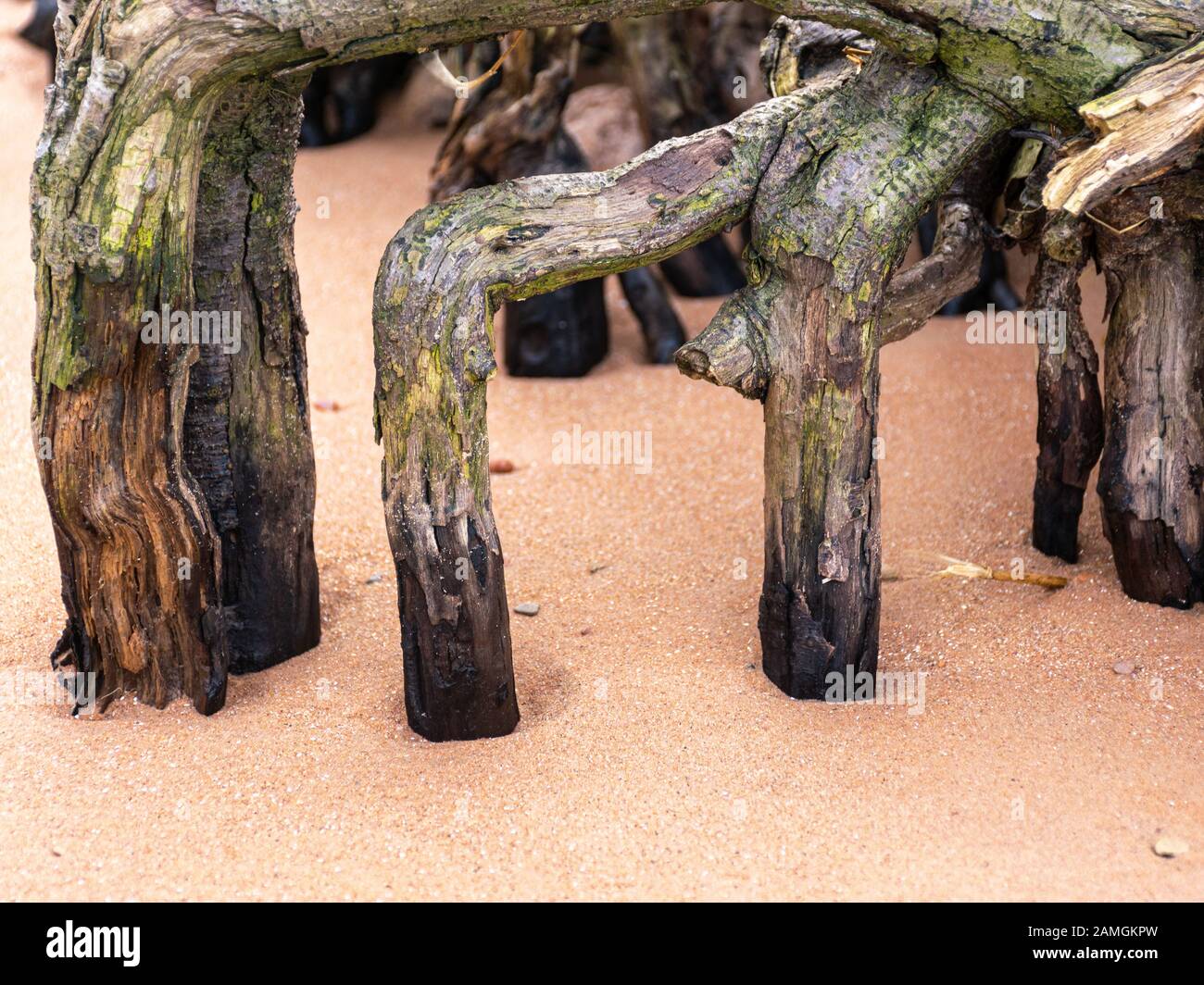 picture with old wooden root, beautiful wood texture, seashore Stock ...