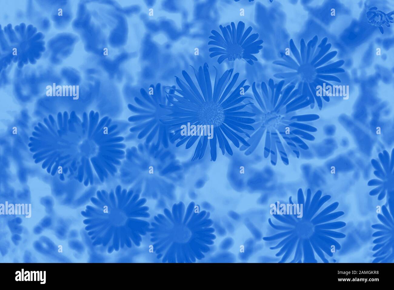 Abstract gradient classic blue background with pattern of daisy flowers ...