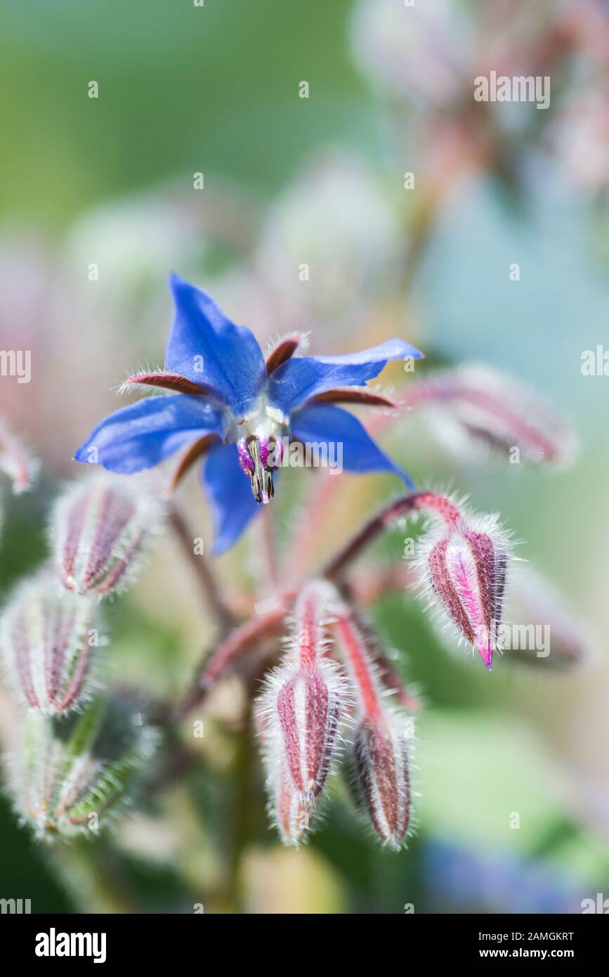Borage growing in an English country garden, England Stock Photo - Alamy