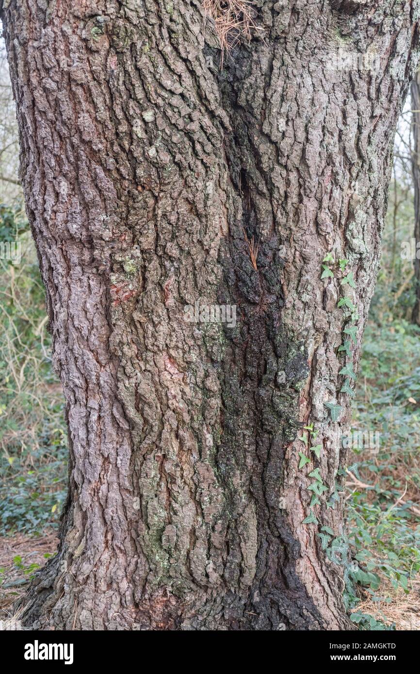 Sosna radiata hi-res stock photography and images - Alamy