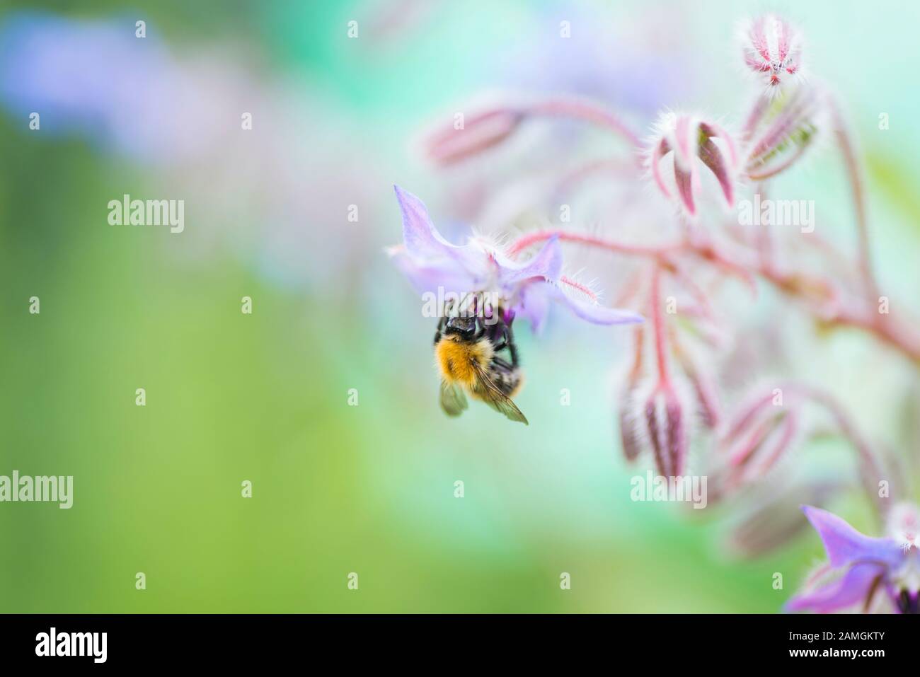 Bee foraging for nectar on a Borage flower growing in an English ...