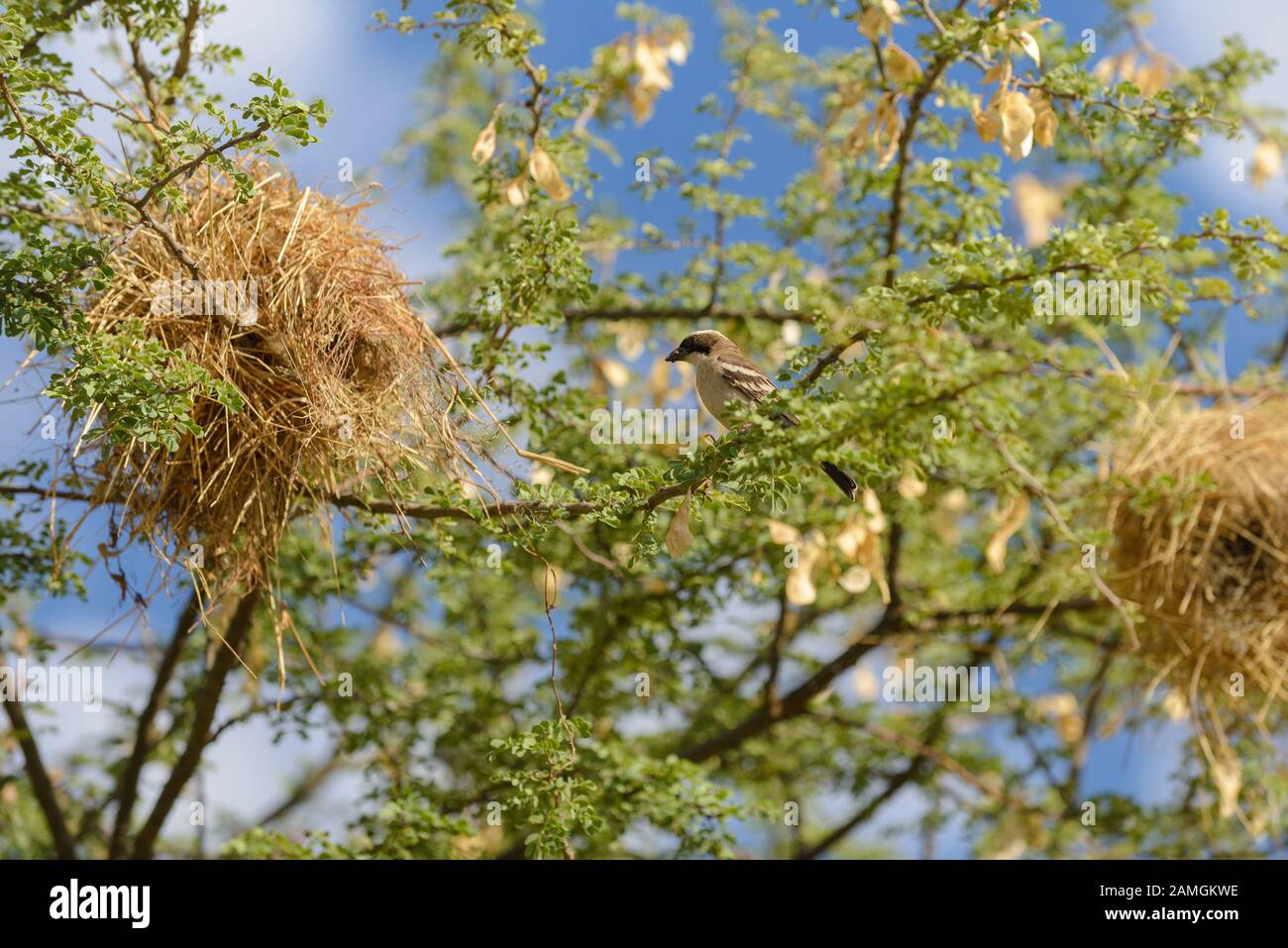 Weaver bird in the nest Stock Photo - Alamy