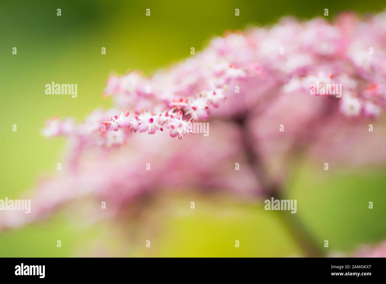 Fern leaved purple elder growing in an English country garden, England ...