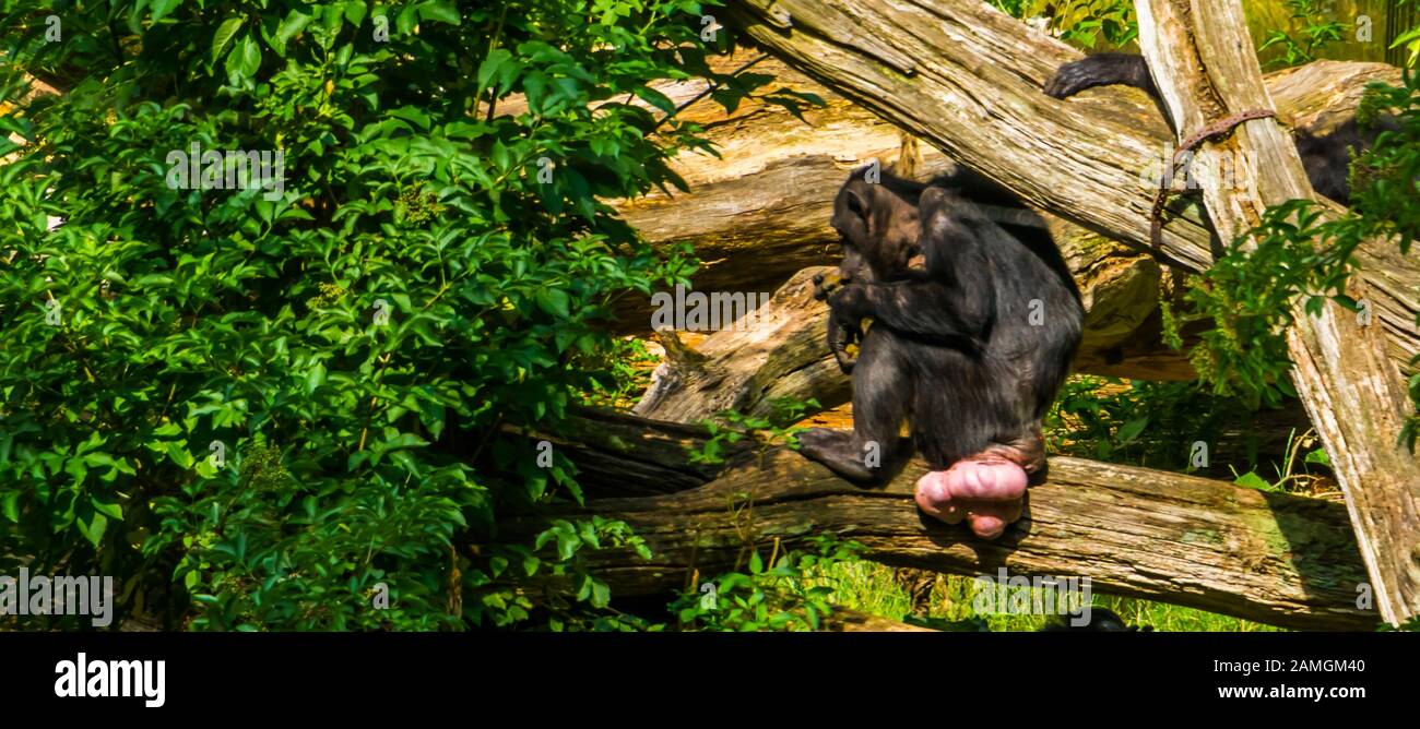 Swellings hi-res stock photography and images - Alamy