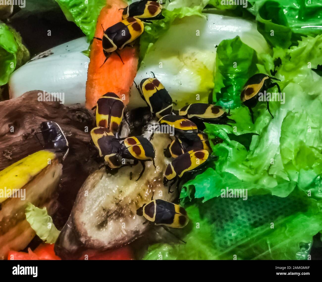 closeup of sun beetles feeding on vegetables, tropical scarab beetle ...