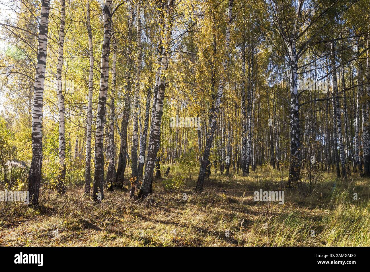 Yellow leaf fall in the birch forest in golden autumn. Landscape with ...