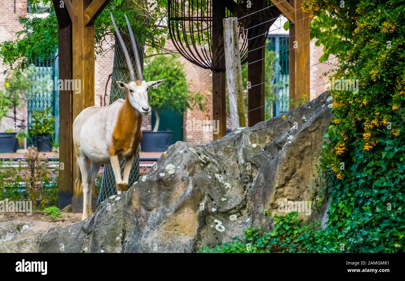 portrait of scimitar oryx, animal specie that is extinct in the wild ...