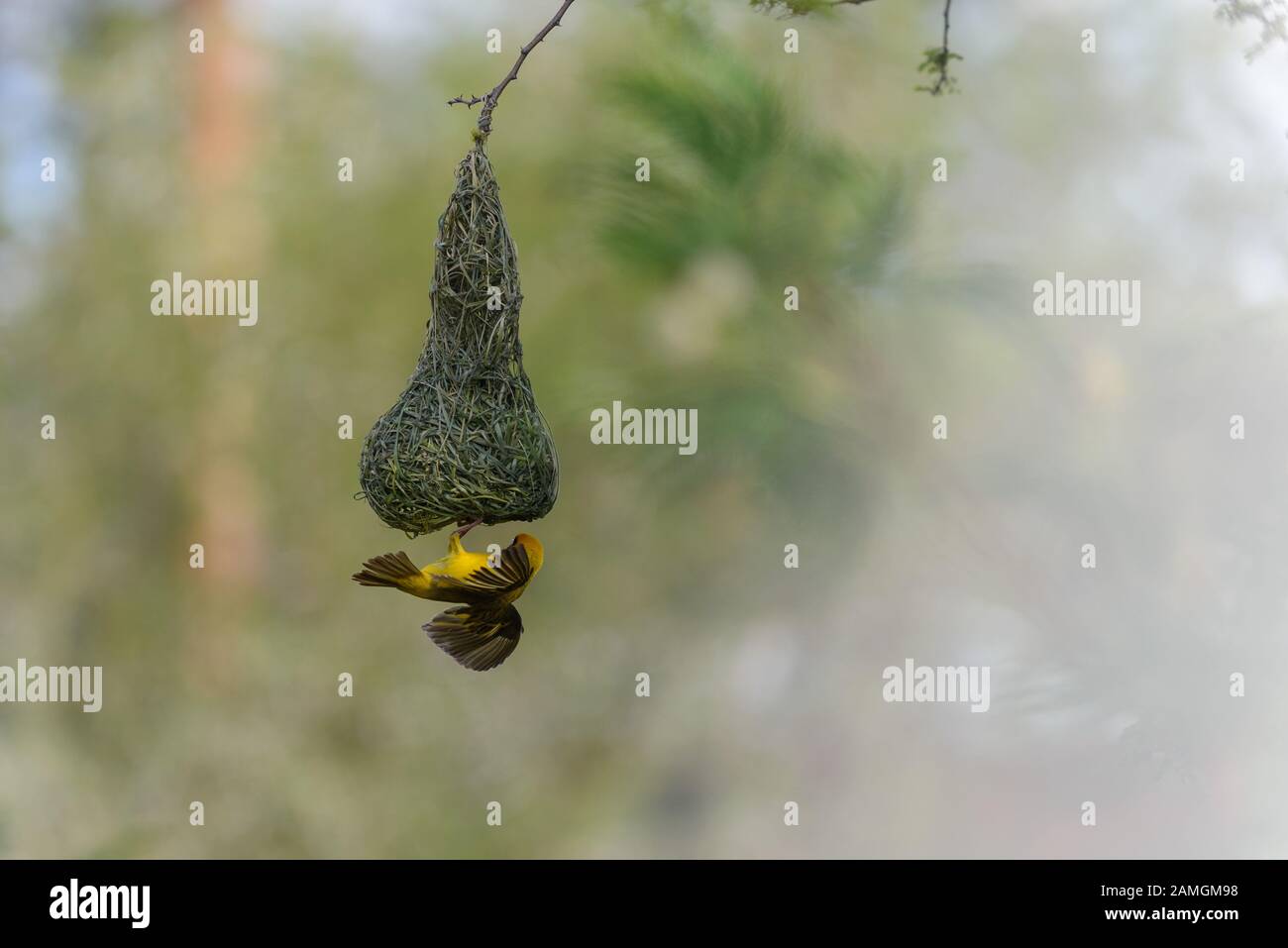 Weaver bird in the nest Stock Photo - Alamy