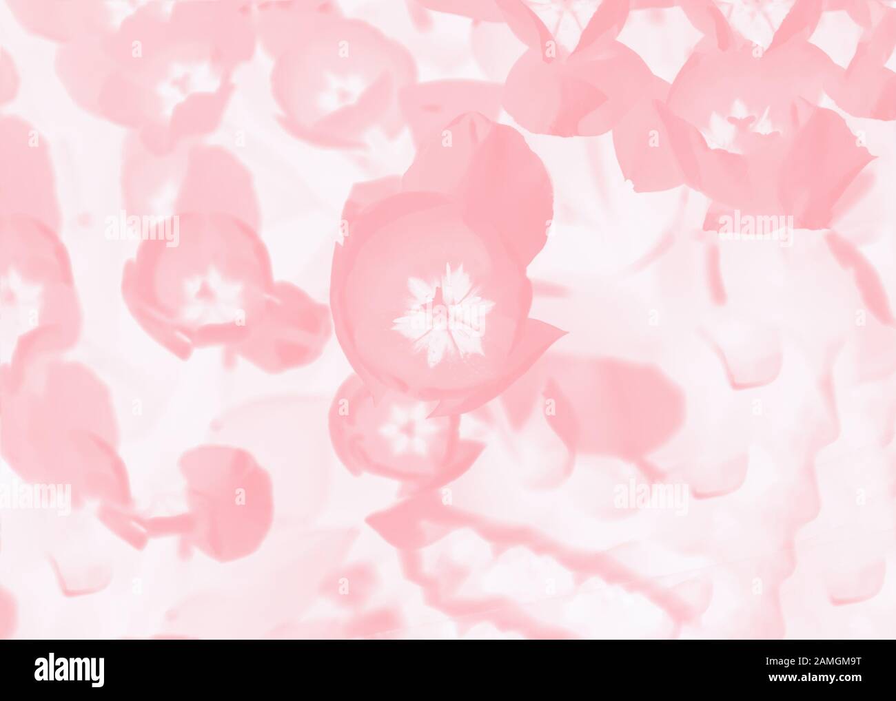 Abstract pink coral watercolor gradient background with floral tulips ...