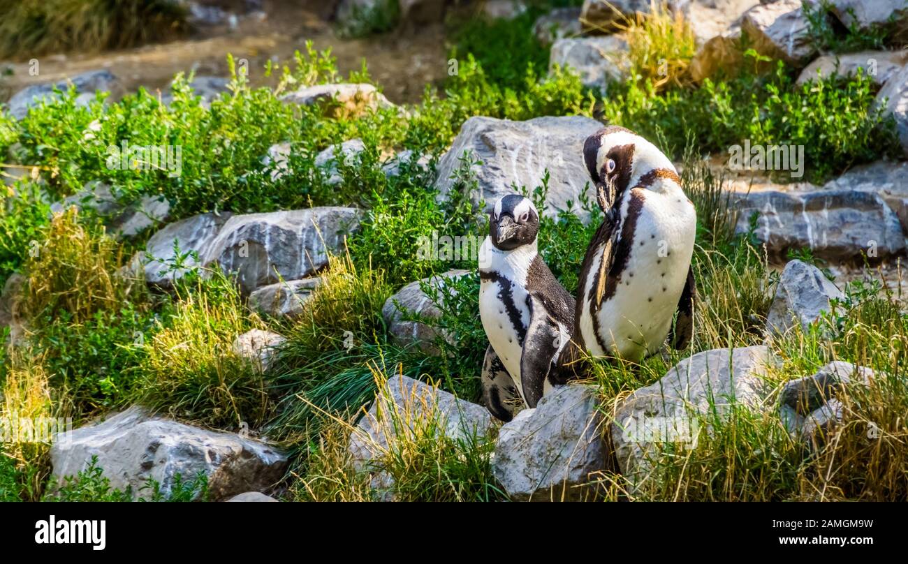 African penguin couple together on some rocks, Endangered animal specie ...