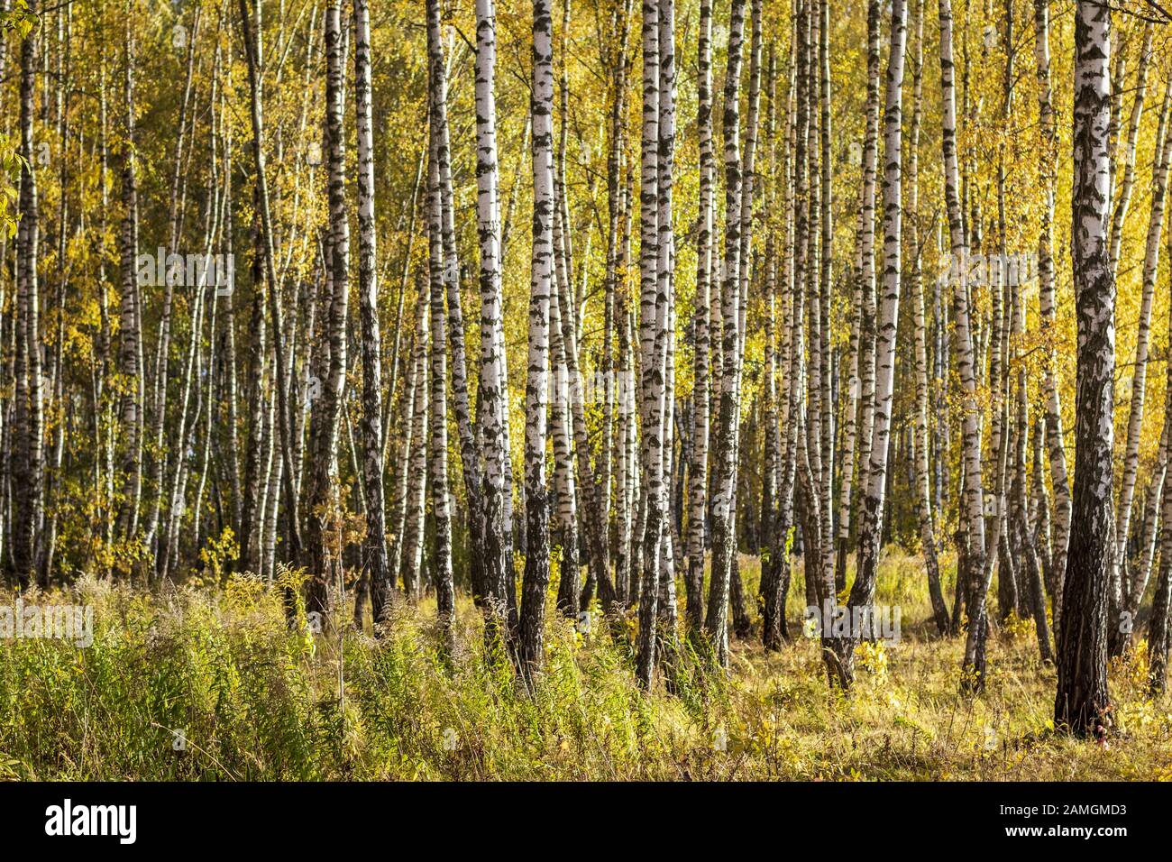 Yellow leaf fall in the birch forest in golden autumn. Landscape with ...
