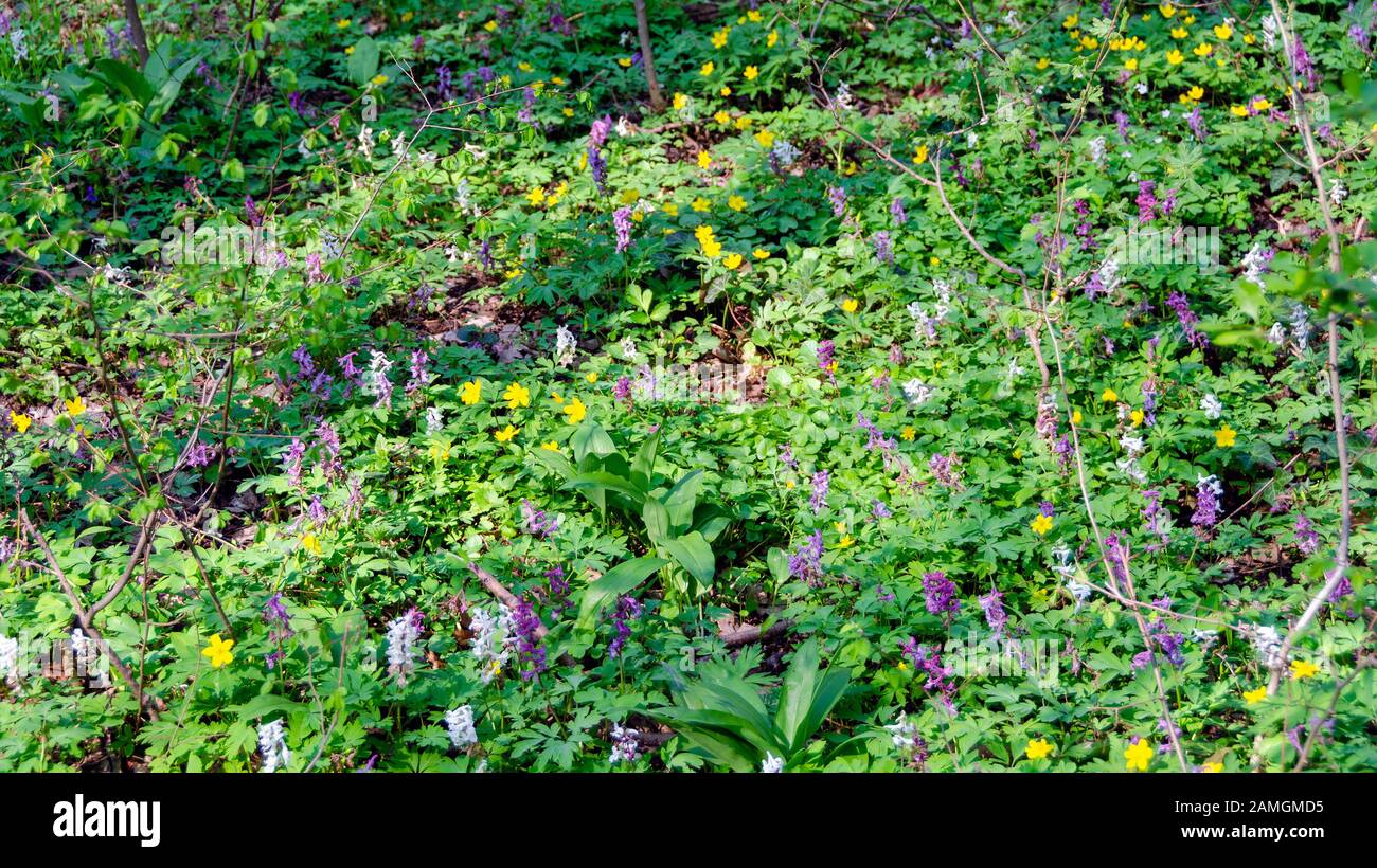 Flourishing vegetation hi-res stock photography and images - Alamy