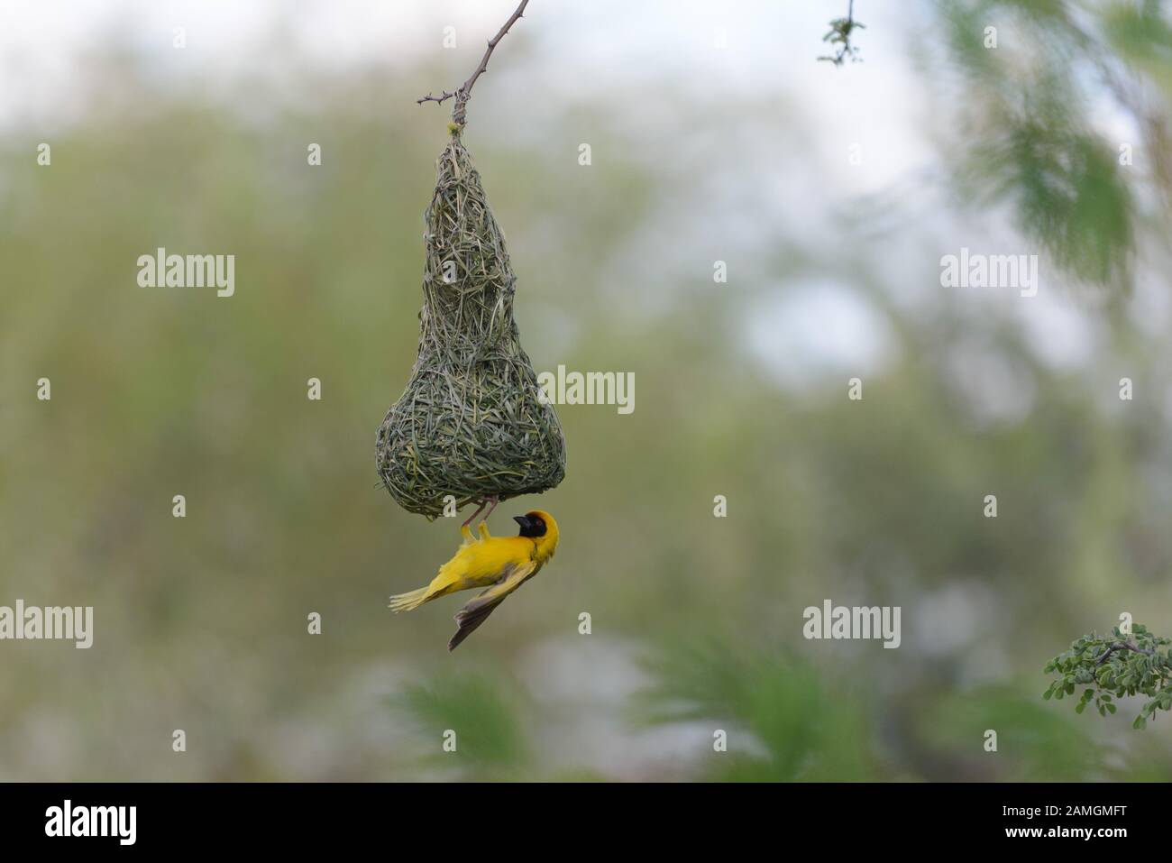 Weaver bird in the nest Stock Photo - Alamy