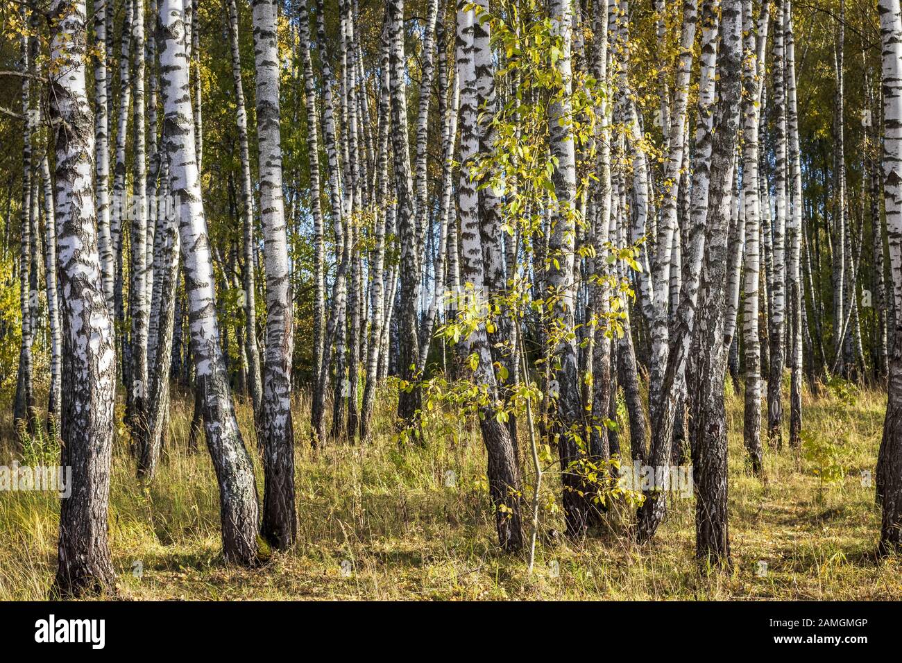 Yellow leaf fall in the birch forest in golden autumn. Landscape with ...