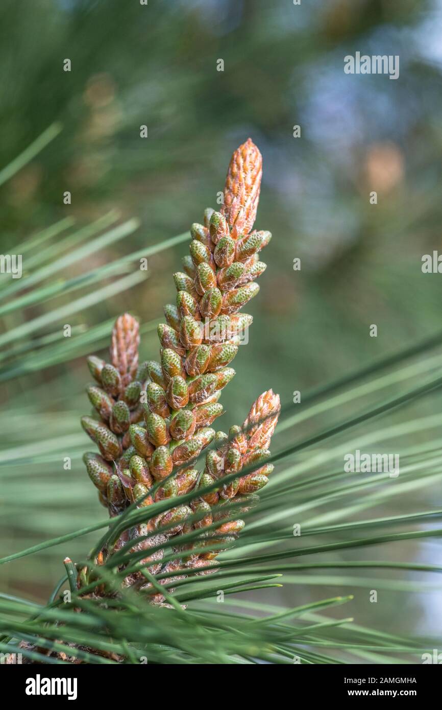 Pinus radiata flowers hi-res stock photography and images - Alamy