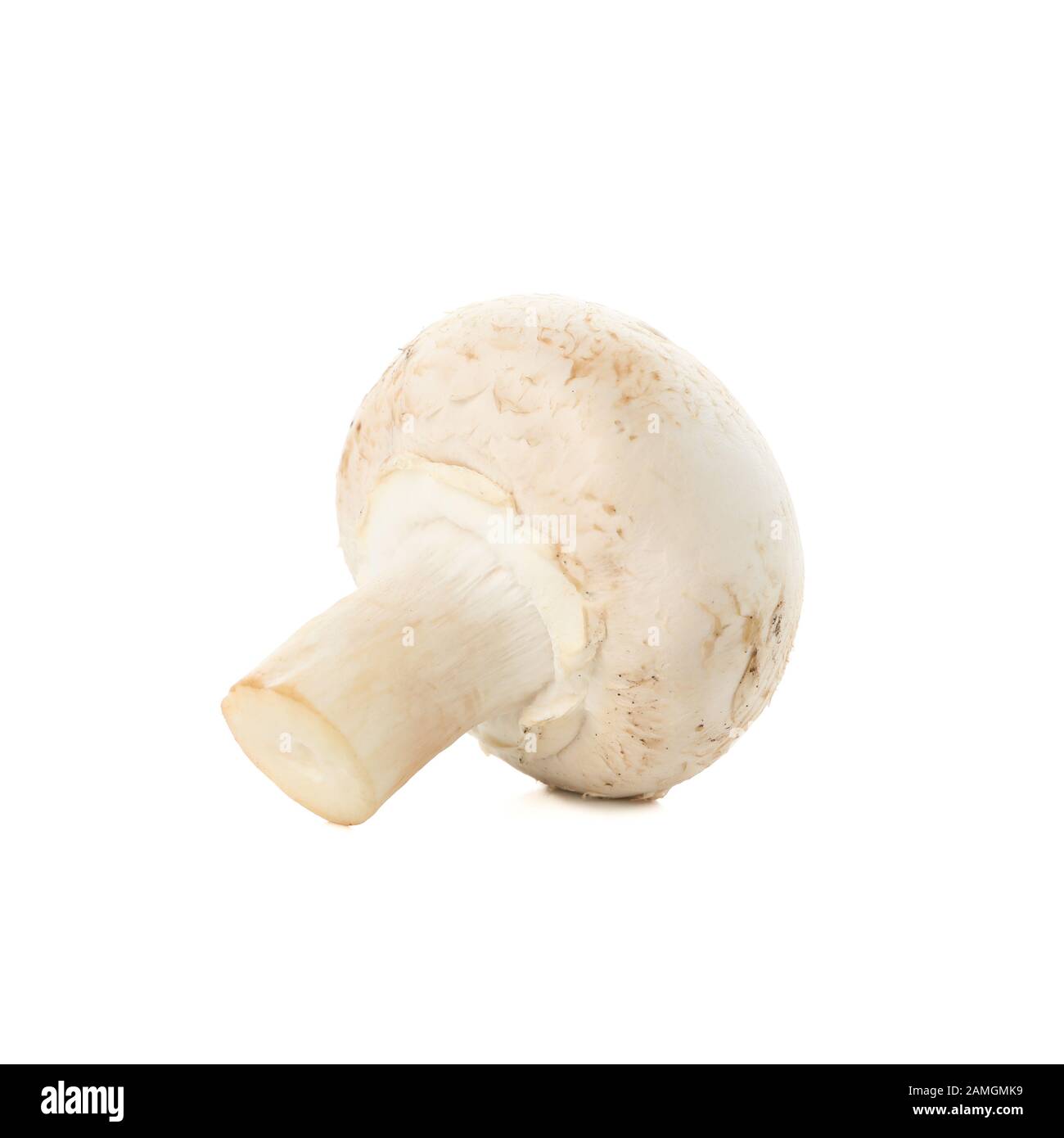 Champignon mushroom isolated on white background, close up Stock Photo ...