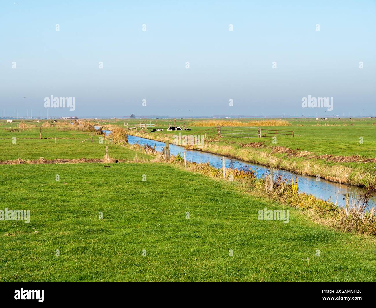 Dutch rural landscape with drainage ditch, cows and meadows in polder ...