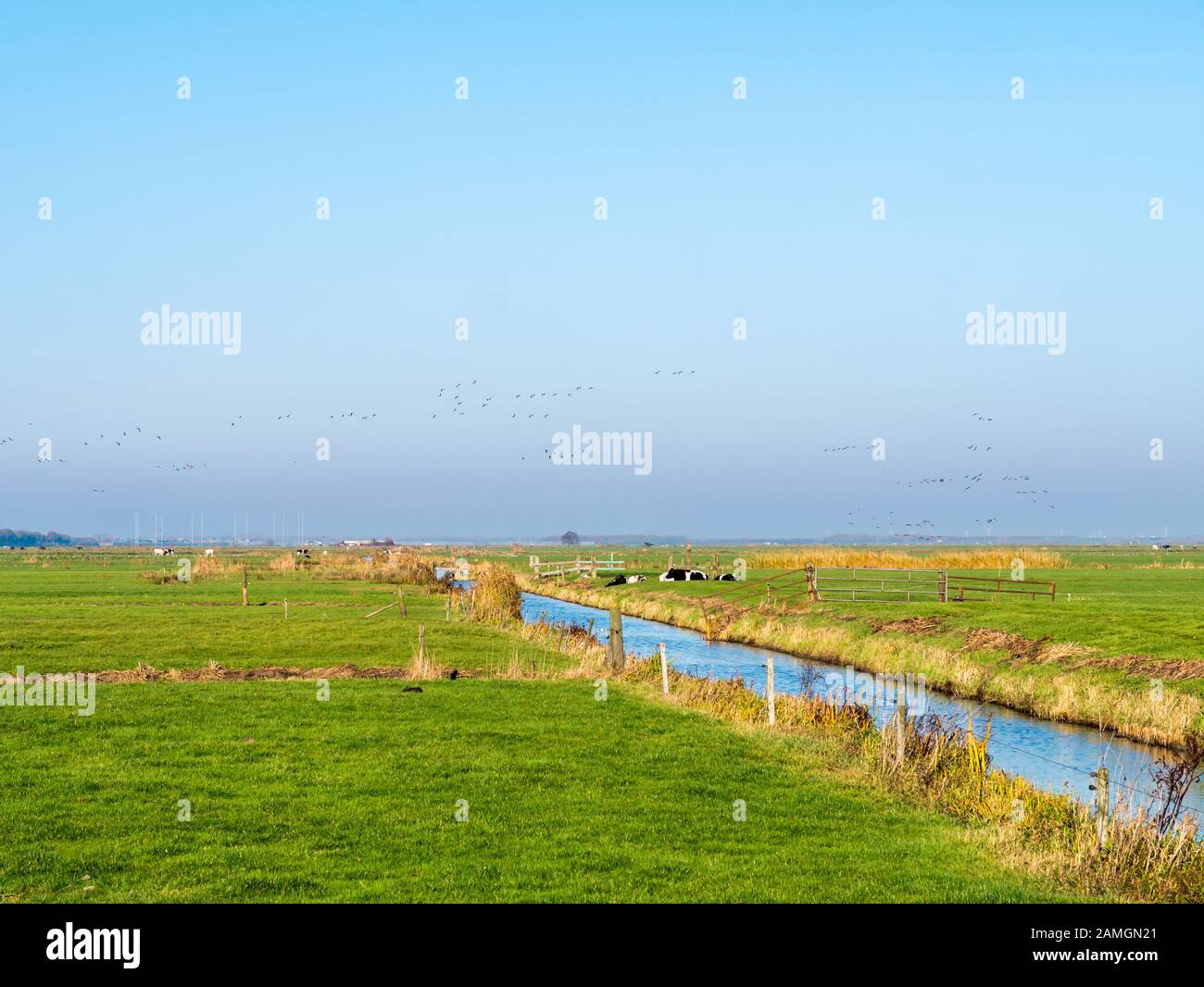 Dutch rural landscape with drainage ditch, cows and meadows in polder ...