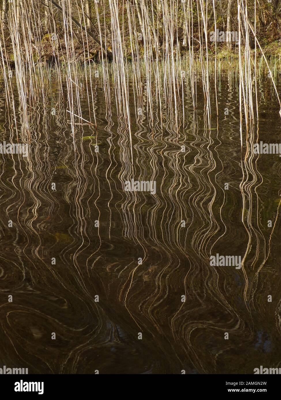 abstract image of tree with water reflection, blurred background and ...